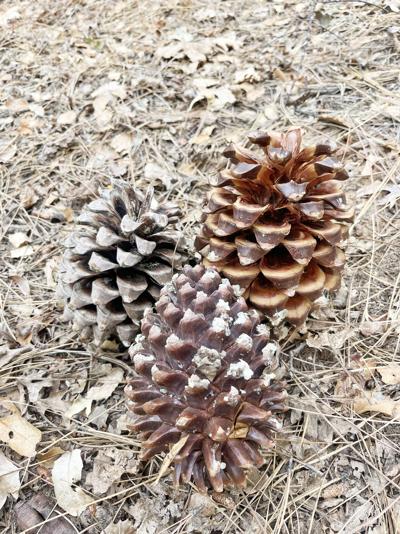 Grow For It! The gray pine | Prospecting | mtdemocrat.com