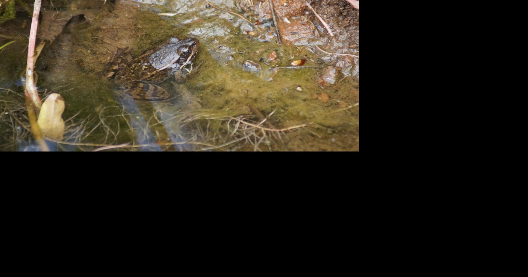 Sighting of California red-legged frog in Mosquito Fire burn scar gives ...