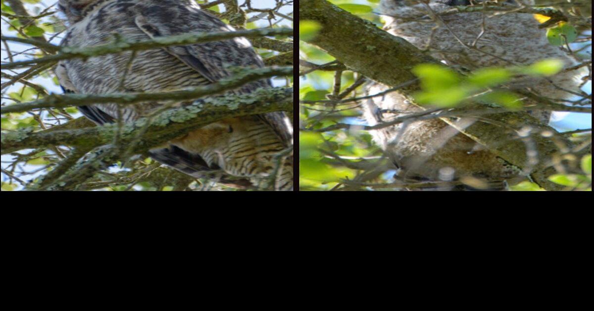 Grow For It! Whooo wants to learn about owls? | Prospecting ...