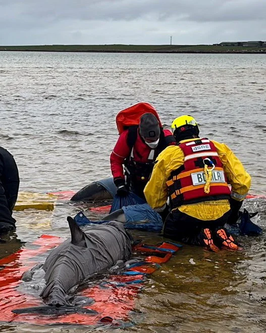 Marine experts rush to save six dolphins stranded alive on beach ...