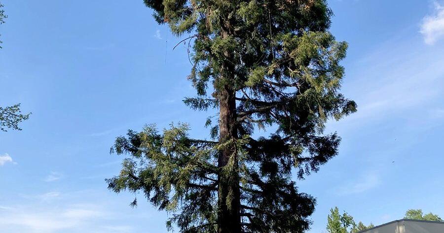 Placerville’s Christmas tree placed on the disabled list | News ...