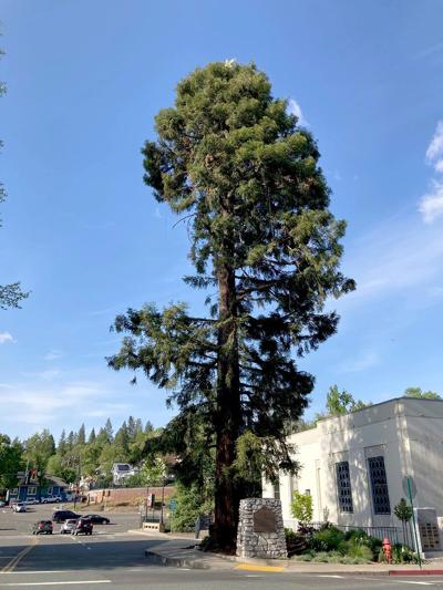 Placerville’s Christmas tree placed on the disabled list | News ...