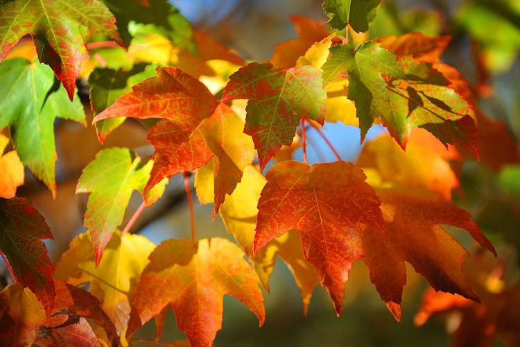 Fall Color in Placerville | Photo Galleries | mtdemocrat.com