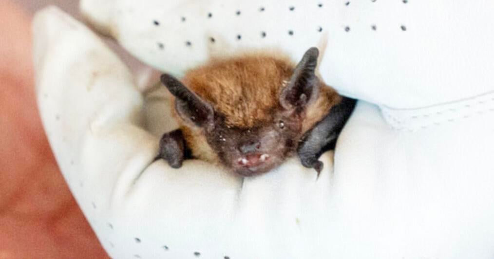 Grow For It! Going batty — bats in the garden | Prospecting ...