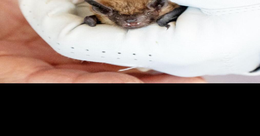 Grow For It! Going batty — bats in the garden | Prospecting ...