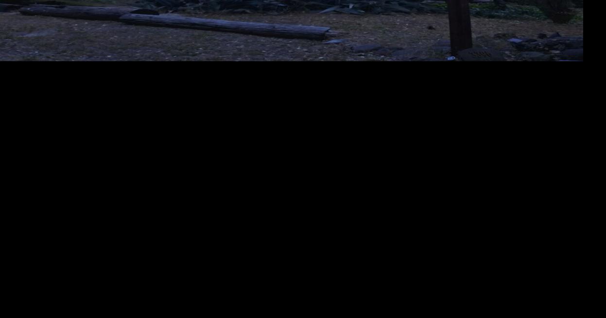 Reader photo: Awesome agave | News | mtdemocrat.com