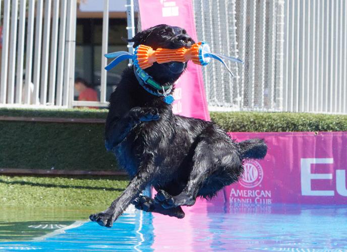 Photo gallery: Dock diving at Bark Avenue | News | mtdemocrat.com