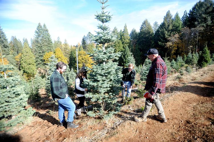 Finding a jolly holiday edge on evergreens | News | mtdemocrat.com