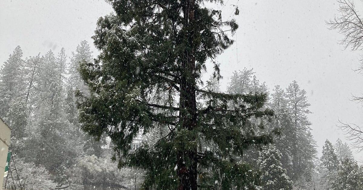 City Council to consider cutting Placerville’s Christmas tree | News ...
