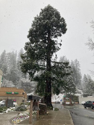 City Council to consider cutting Placerville’s Christmas tree | News ...