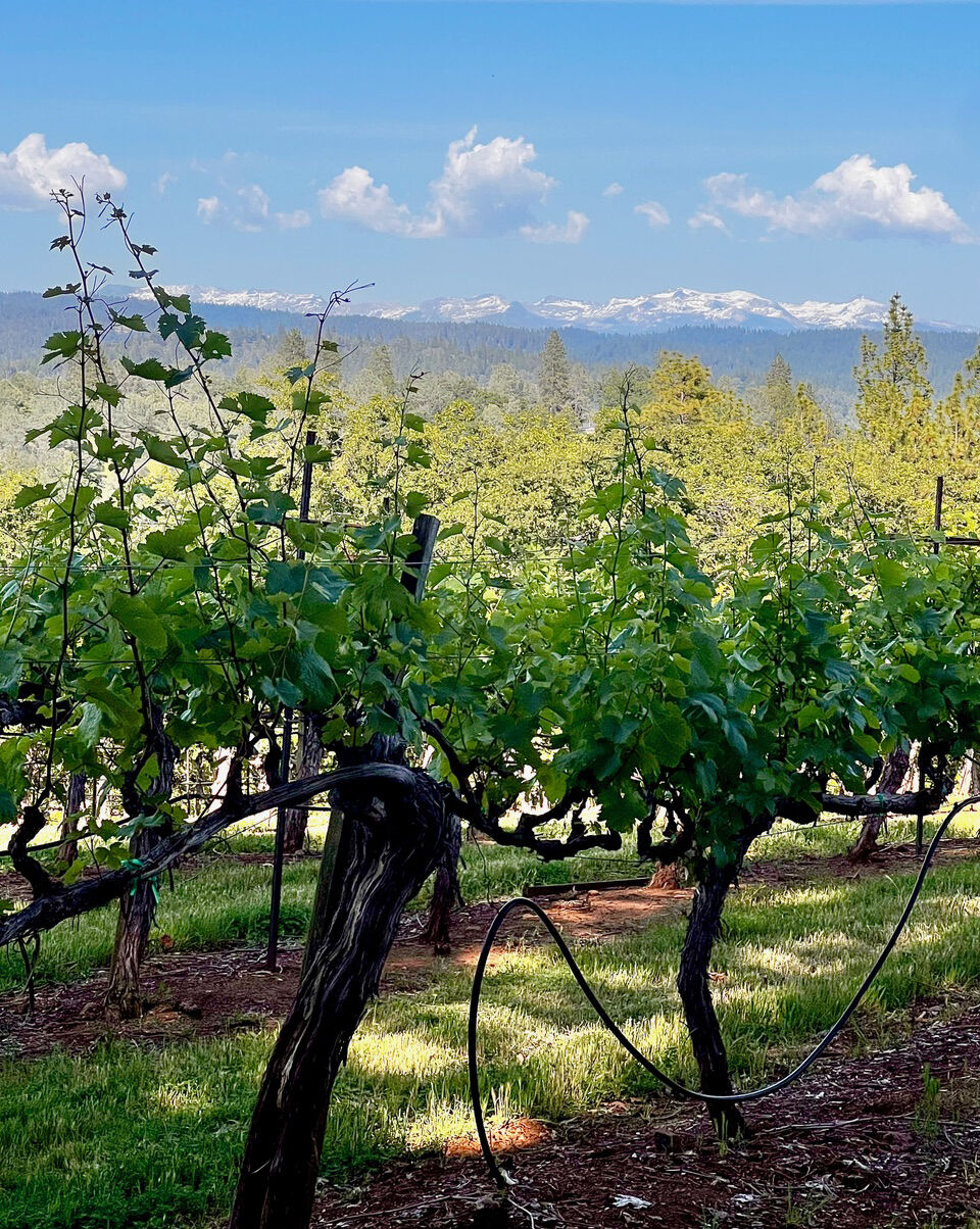 Off the vine: A magic carpet ride through one of America’s leading ...