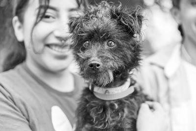 In honor of National Mutt Day: Reasons why mutts rule | Prospecting ...