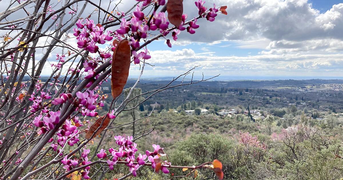 Spring sights | News | mtdemocrat.com