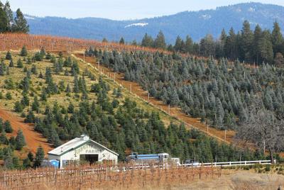 Christmas tree farms grow more than trees | Prospecting | mtdemocrat.com