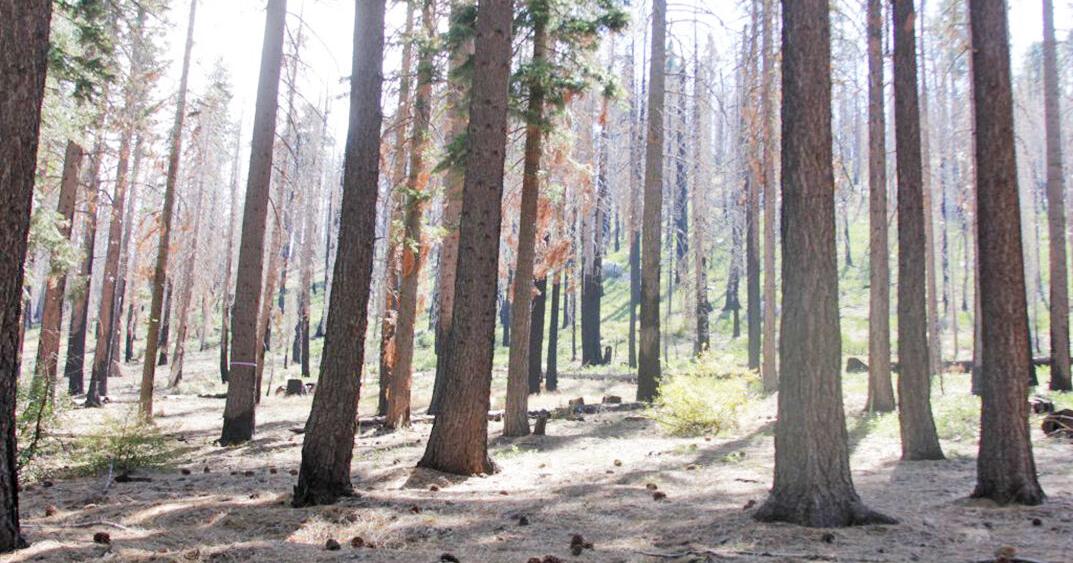 Researchers predict improved water yields after forest thinning | News ...