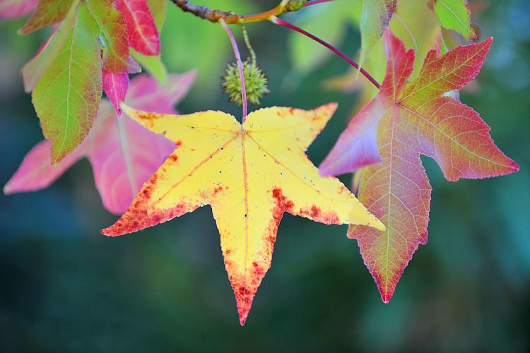 Fall Color in Placerville | Photo Galleries | mtdemocrat.com
