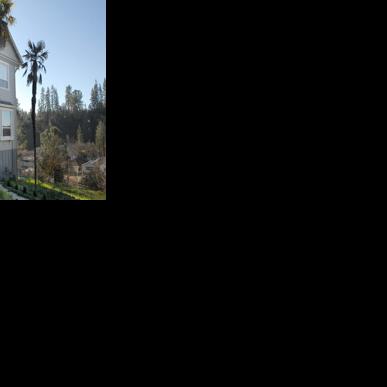 Trees of Placerville: Palm trees and beech trees | Opinion | mtdemocrat.com