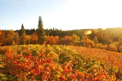 Experience exquisite wines and fall colors at the Fair Play Harvest ...