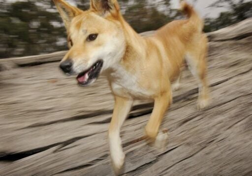 Backlash as Australia kills dingoes after backpacker death | National ...