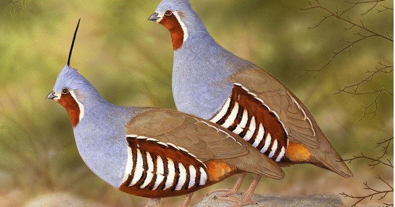 Hunter assistance needed in mountain quail study | News | mtdemocrat.com