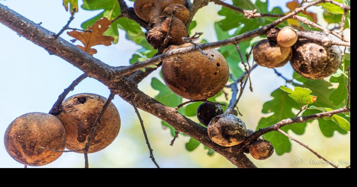 Grow For it! Oak galls in California | Prospecting | mtdemocrat.com