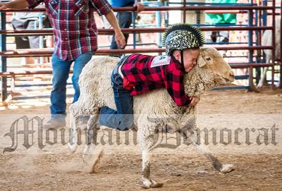 Cowfolk in training | Photo Galleries | mtdemocrat.com