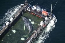 Humpback whale stranded in Germany released into North Sea: media ...