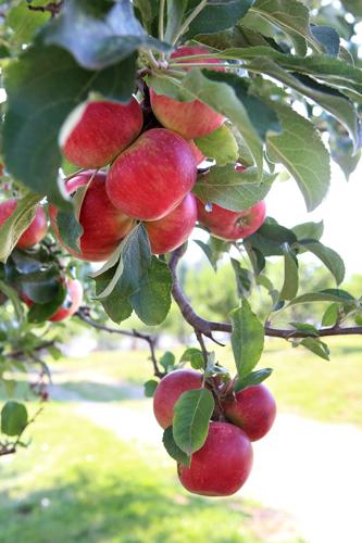 Growers celebrate Johnny Appleseed | Prospecting | mtdemocrat.com