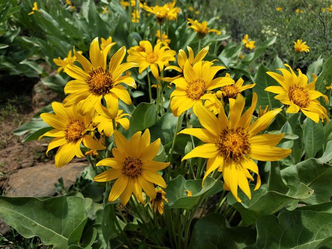 Day Hiker: Sagehen Trail | Prospecting | mtdemocrat.com