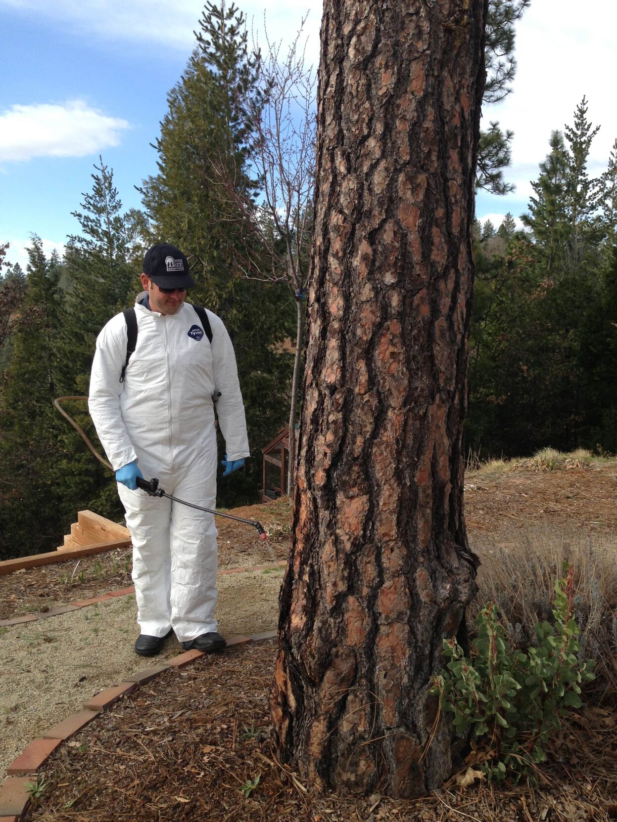 Local arborist battles beetles | News | mtdemocrat.com
