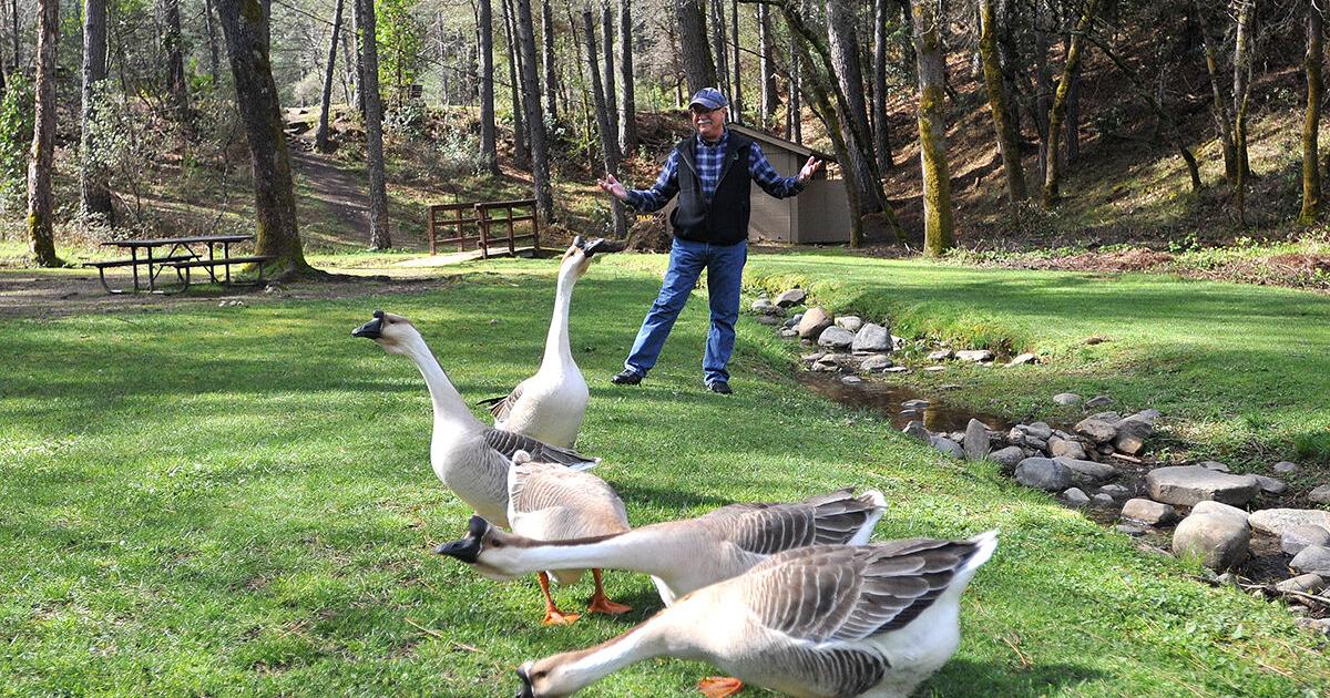 Leaf it to Richard Zito to pretty up a park | News | mtdemocrat.com