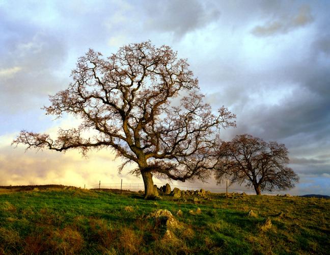 Paul Cockrell show celebrates spring | Prospecting | mtdemocrat.com