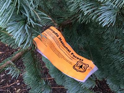 5,000 Christmas tree permits available | News | mtdemocrat.com