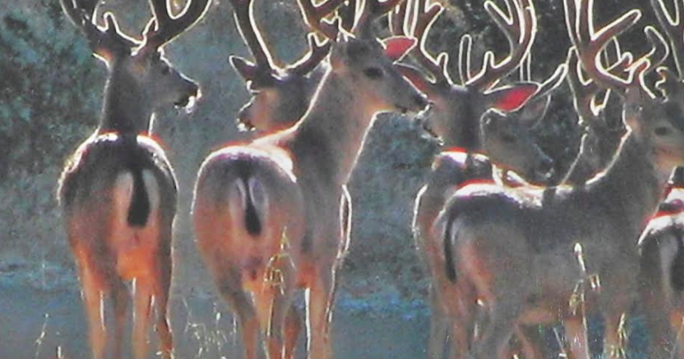 Drivers beware — fall rut is here | News | mtdemocrat.com