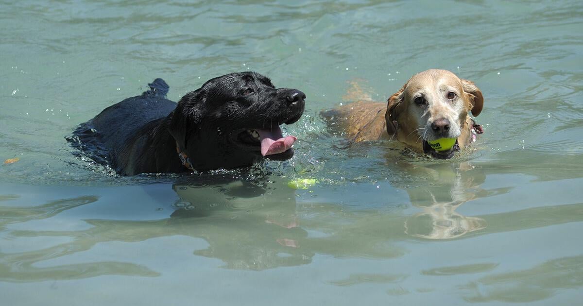 Photo gallery: Splish splash — dogs take a dip at Cameron Park Lake ...