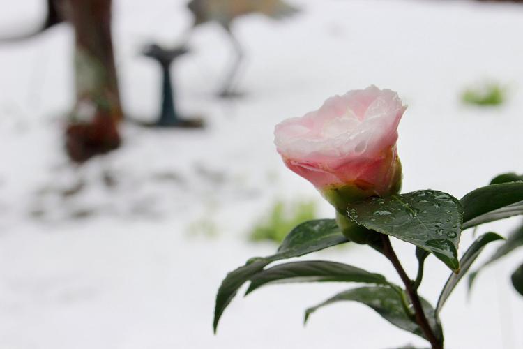 Photo: Hazy shade of spring | News | mtdemocrat.com