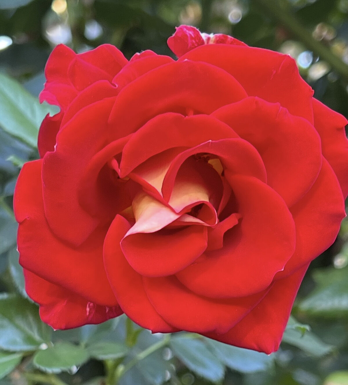 Grow for it! An invitation to garden beauty: a rose pruning primer ...