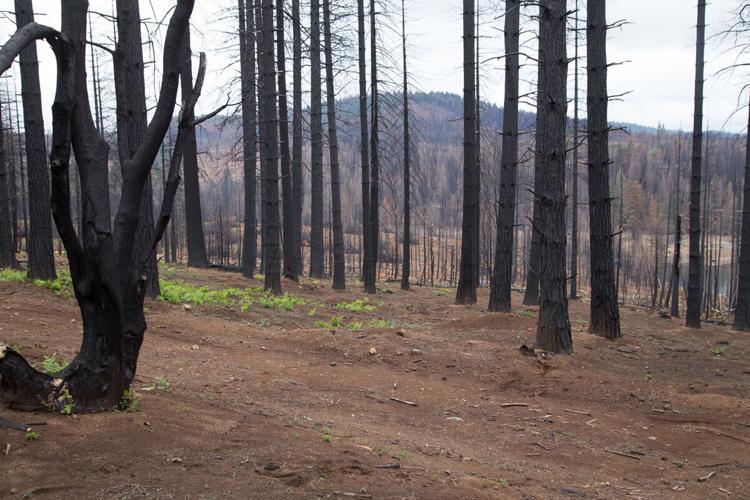 King Fire: Blodgett Forest researchers share findings | Photo Galleries ...