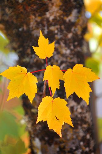 Fall Color in Placerville | Photo Galleries | mtdemocrat.com