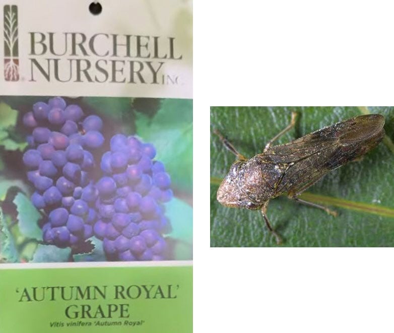 Glassy-winged sharpshooter hitches ride on Costco plants | News ...