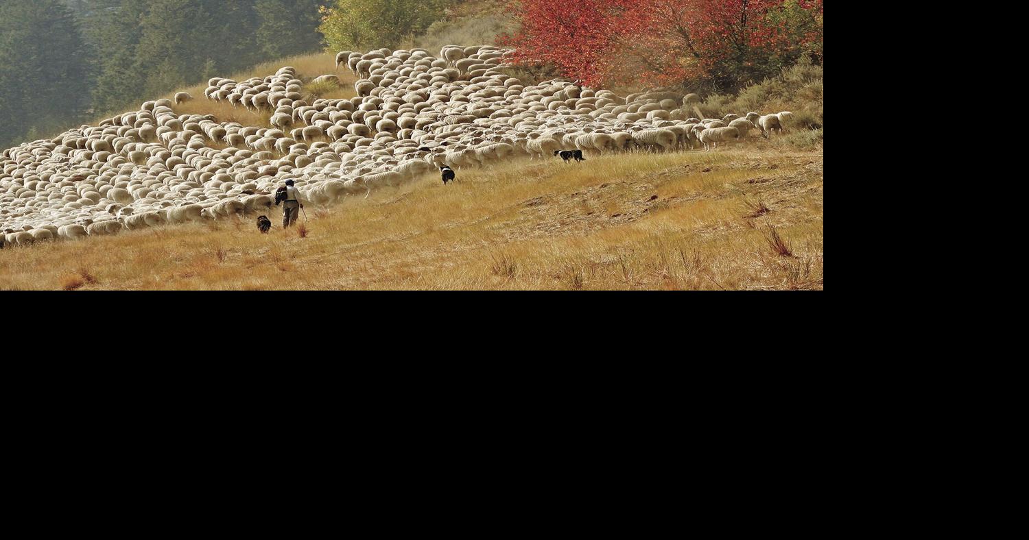 Blaine County sheep ranching has international roots | Special Sections ...