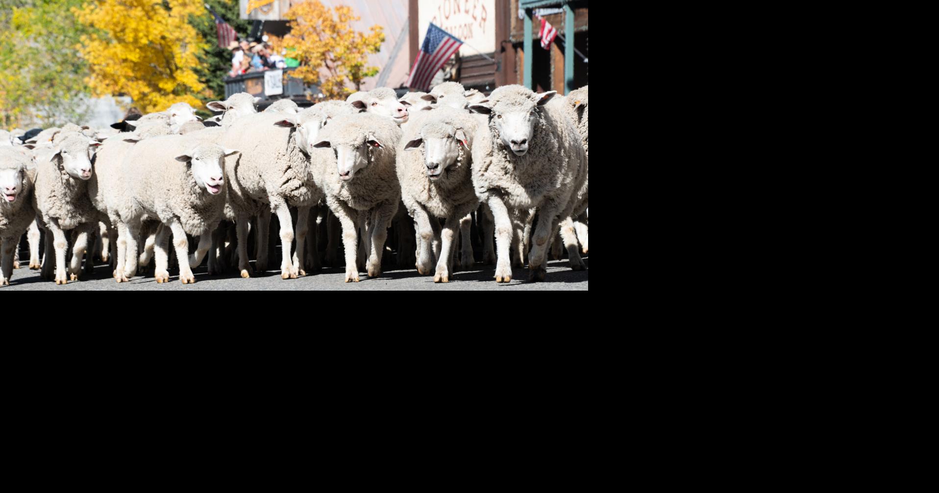 The Trailing of the Sheep Festival in pictures | Gallery | mtexpress.com