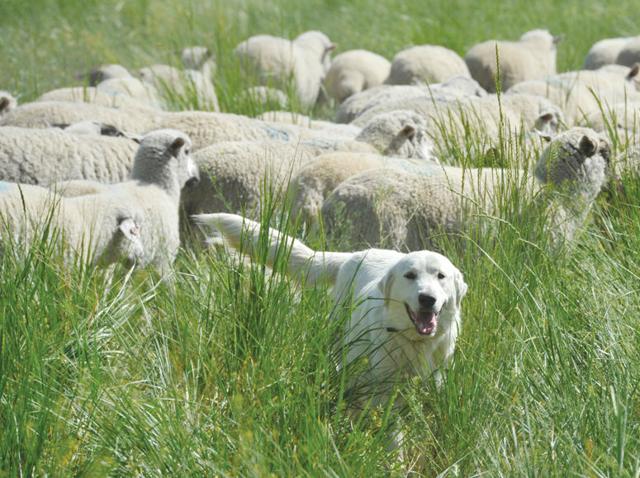 Big white dogs keep sheep safe | Special Sections | mtexpress.com