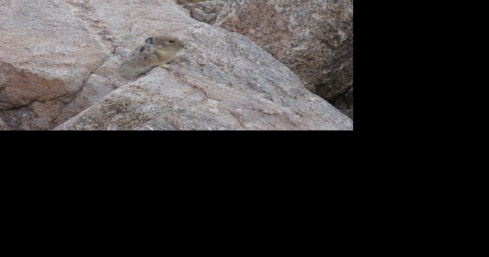 In Sawtooths, the pika is threatened by climate change | Environment ...