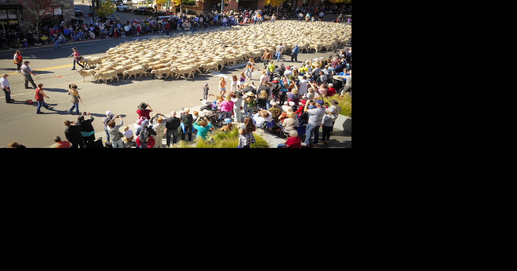Trailing of the Sheep again nominated for Best Fall Festival | Events ...