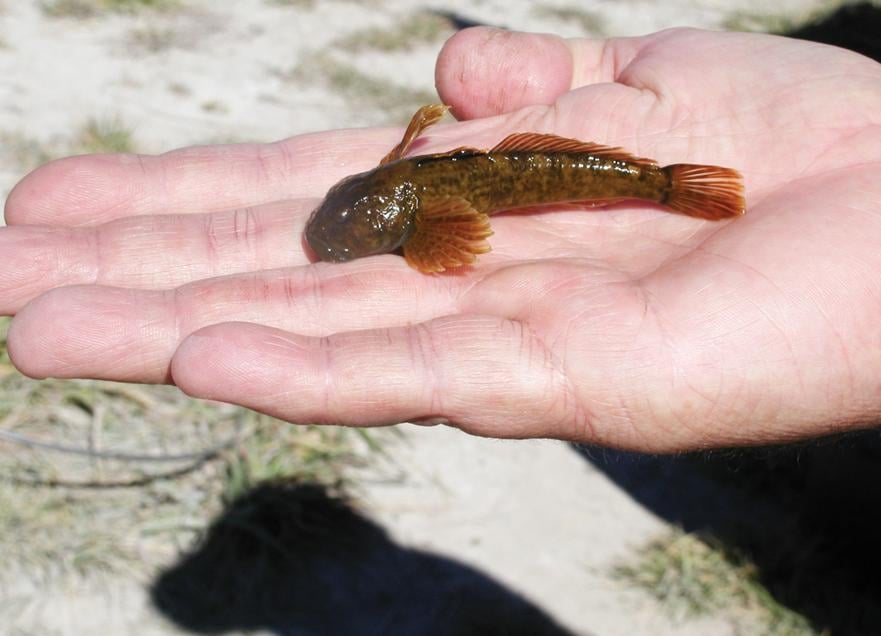 Saving the sculpin | Environment | mtexpress.com