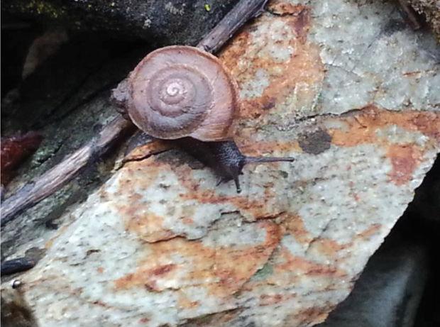 Biologist seeks recognition of Warm Springs snail | Environment ...