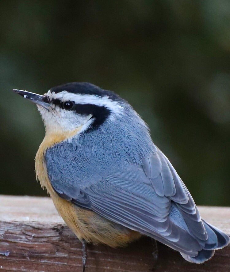 The real snowbirds | Environment | mtexpress.com