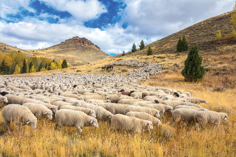 How the Trailing of the Sheep got started | Special Sections ...