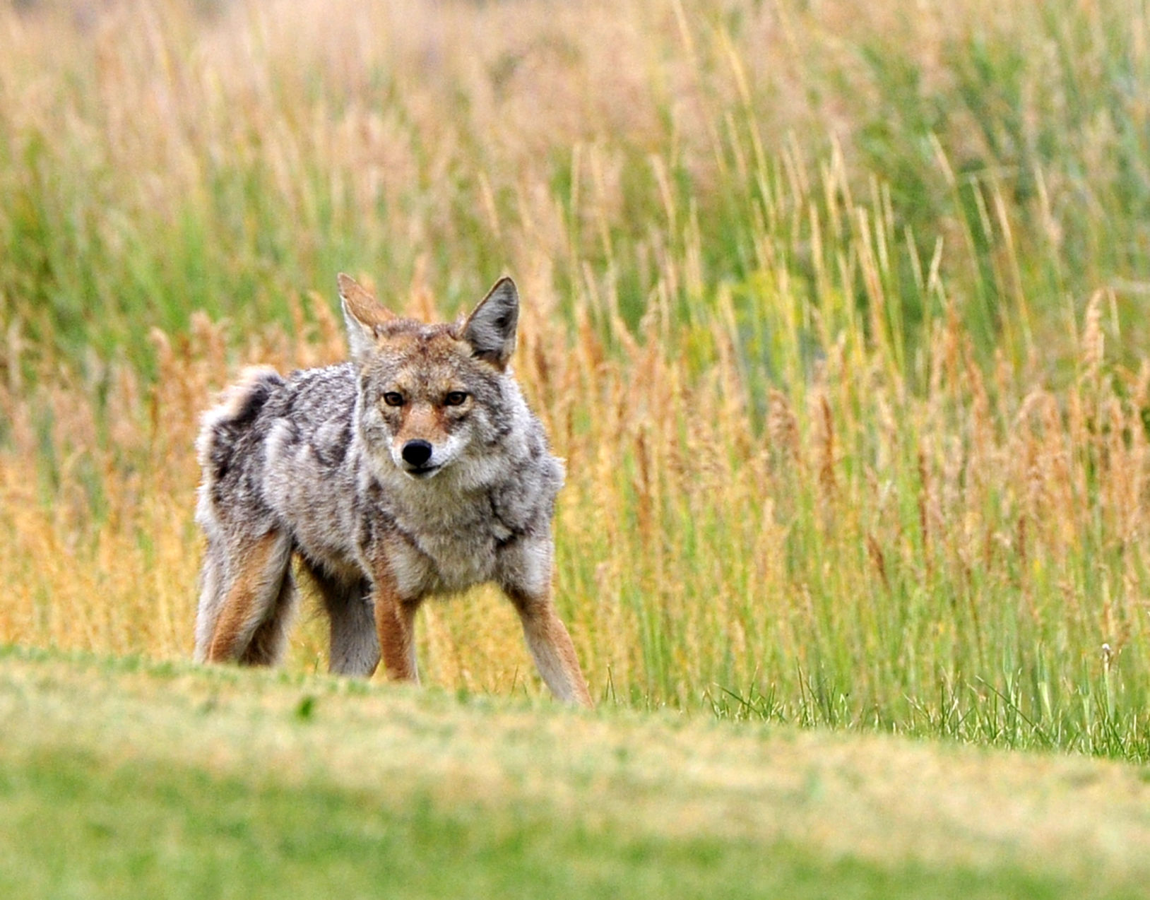 DNA tests show suspected wolves were coyotes | Environment | mtexpress.com
